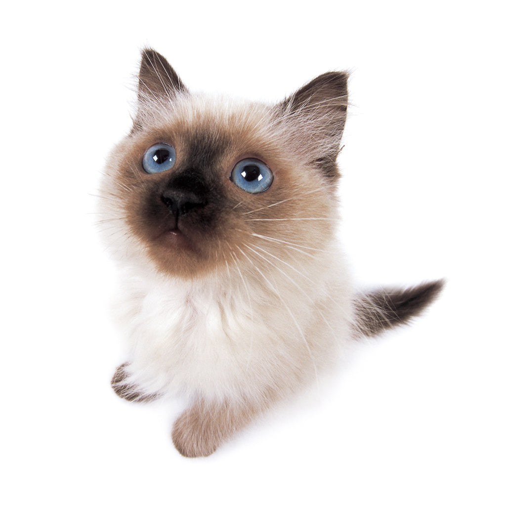 バーマン – THE DOG STORE